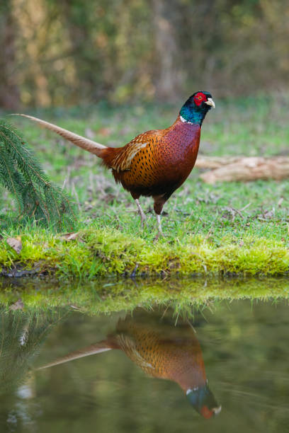600+ Free Pheasant & Bird Images - Pixabay