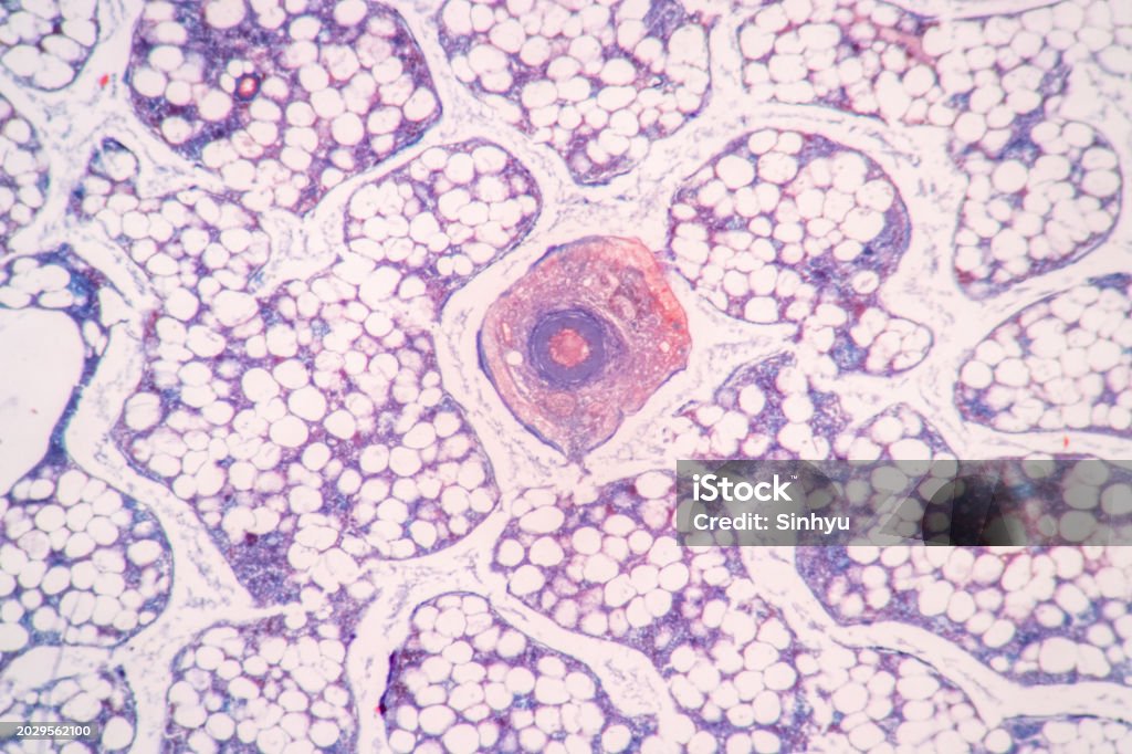 Anatomy And Histological Red Bone Marrow Human And Tendon Human Under The Microscope For