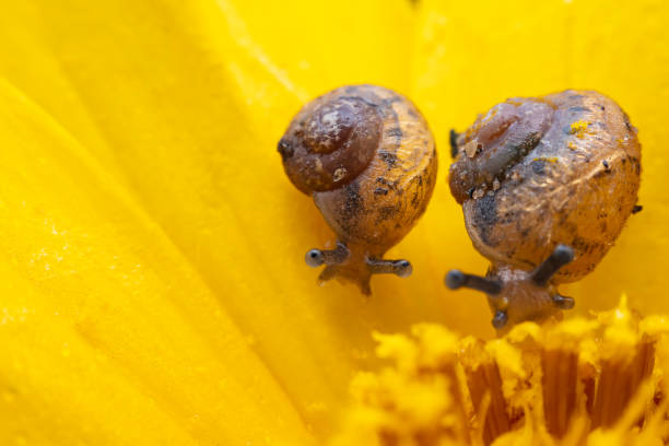 Snail Honeybees Birds - Free photo on Pixabay