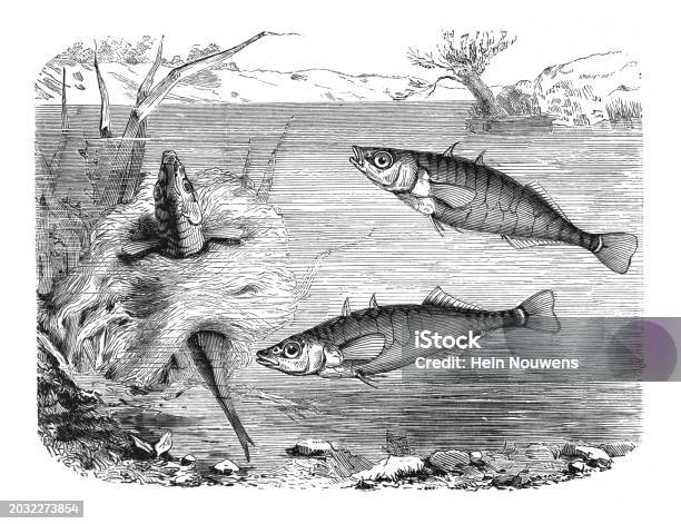 Ilustración De Espinoso De Tres Espinas Con Nido Ilustración Grabada