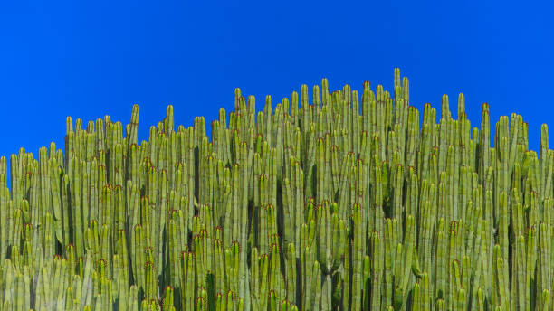 Free Stock Photo of Cactus Plant Against Blue Sky | Download Free ...