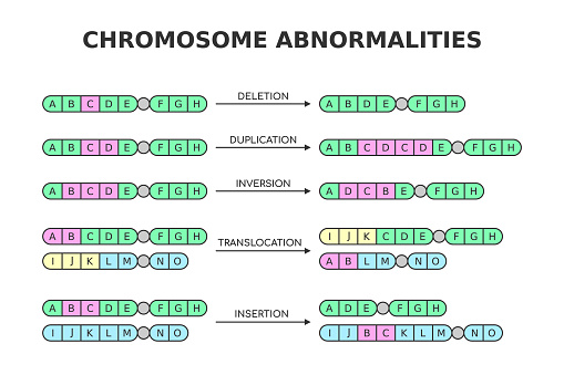 Chromosomal Abnormalities Deletion Duplication Inversion Translocation Insertion Stock