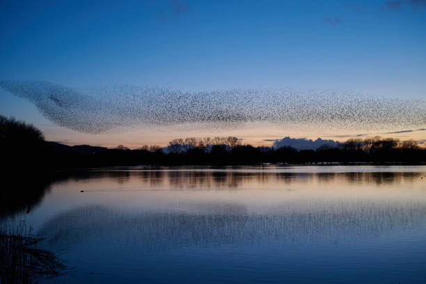 Free murmuration stock photos. Download the best free murmuration ...