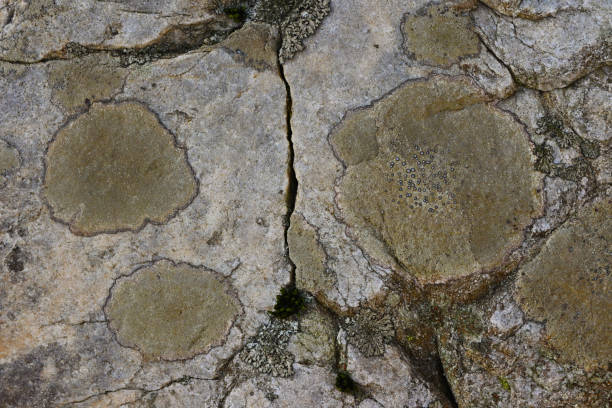 Free Stock Photo of Rock Covered in Hand Prints | Download Free Images ...