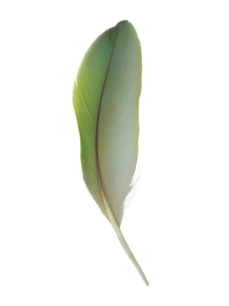60,000+ Free Feather & Peacock Feather Images - Pixabay