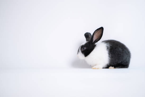 Free picture: young, domestic, white, black, rabbits