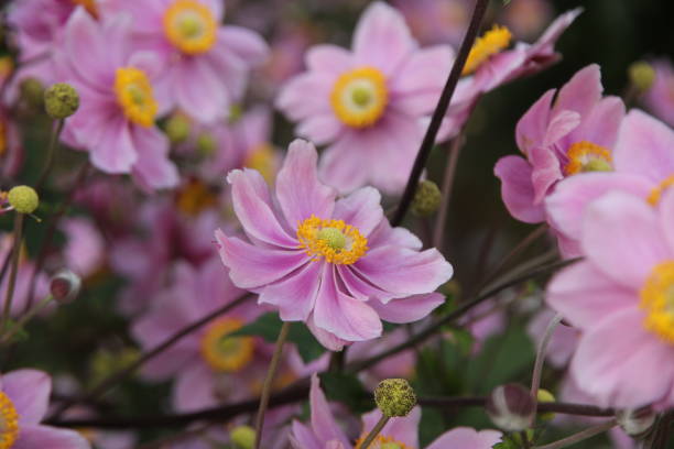 Japanese Anemone Pink - Free photo on Pixabay