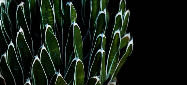 Free Stock Photo of Dark cactus detail | Download Free Images and Free ...