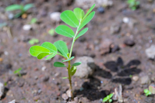 Green Meniran Herbal Plant Stock Photo - Download Image Now ... Green Meniran Herbal Plant Stock Photo - Download Image Now ...