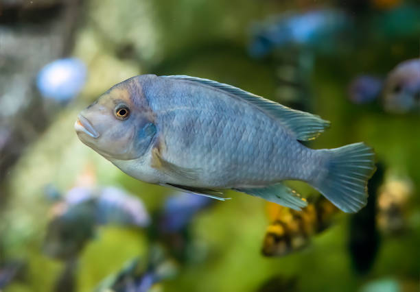 Free picture: colorful fish, marine, ocean, fish