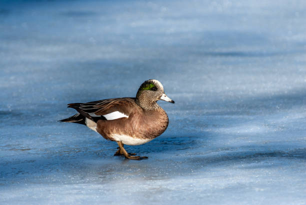 Free Stock Photo of American Wigeon | Download Free Images and Free ...