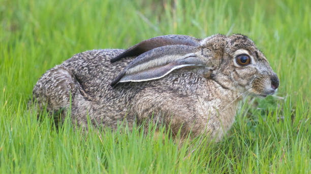 Free picture: black, tailed, jack, rabbit