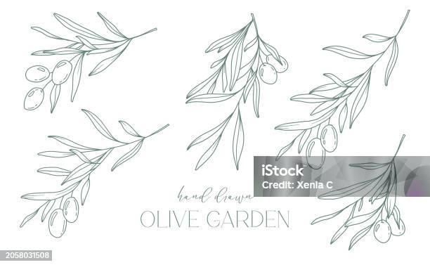 Branche Dolivier Sur Fond Blanc Illustration Vectorielle Dessin Au