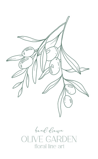 Branche Dolivier Sur Fond Blanc Illustration Vectorielle Dessin Au