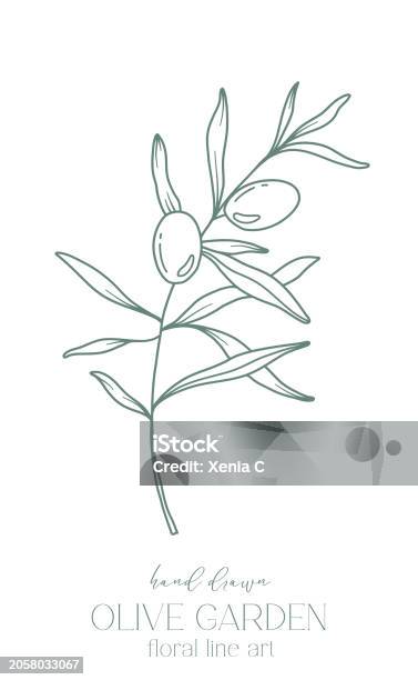 Branche Dolivier Sur Fond Blanc Illustration Vectorielle Dessin Au