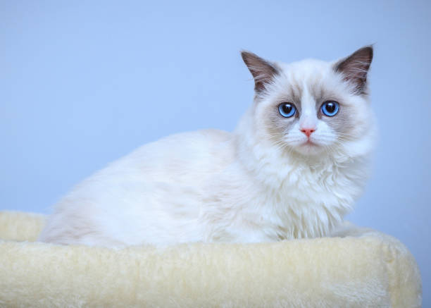 Free picture: Majestic white purebred kittens with blue background