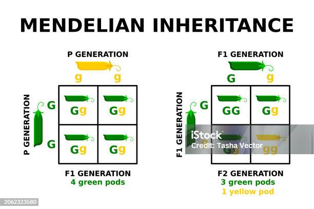 Mendelian Inheritance Punnett Square Genetic Cross With Known Genotypes ... Mendelian Inheritance Punnett Square Genetic Cross With Known Genotypes ...