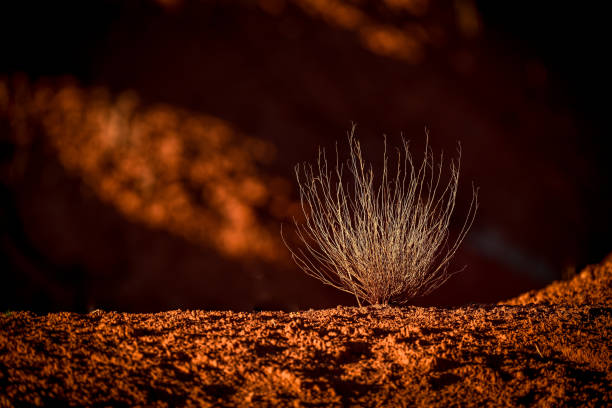 Free tumbleweed stock photos. Download the best free tumbleweed images ...