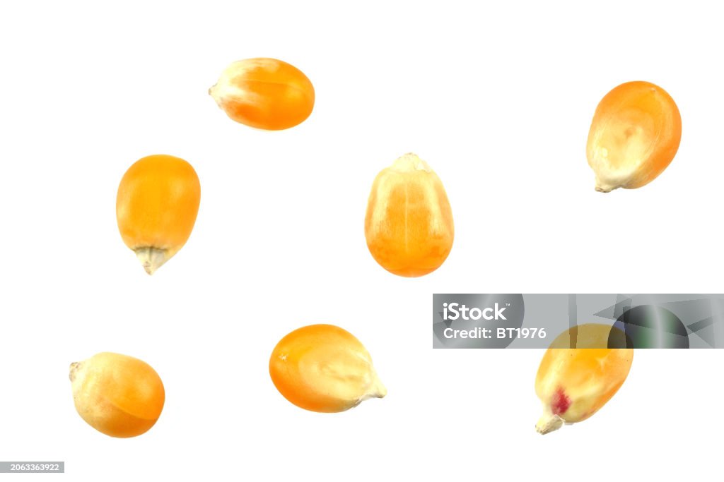 Macro Shot Sweet Corn Seed Isolated On White Background Sweet Corn