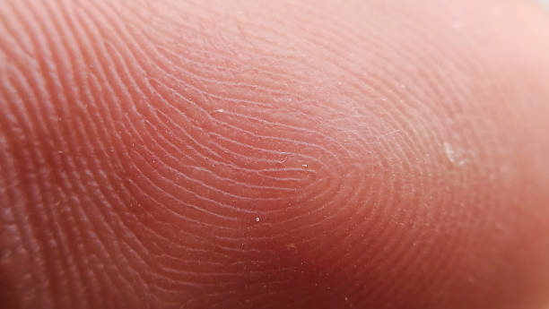 Free picture: barefoot, close-up, finger, fingerprint, leg, macro, skin ...