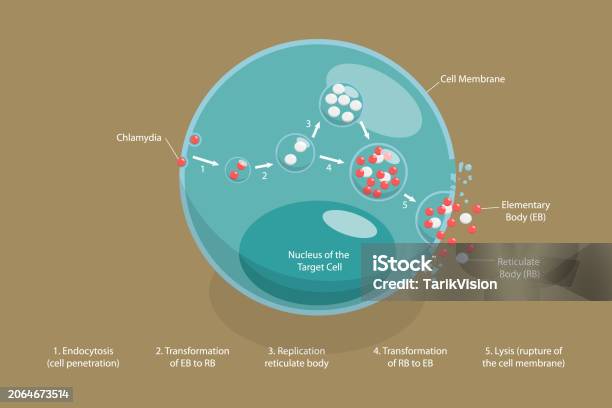 3d Isometric Flat Vector Conceptual Illustration Of Chlamydia Life