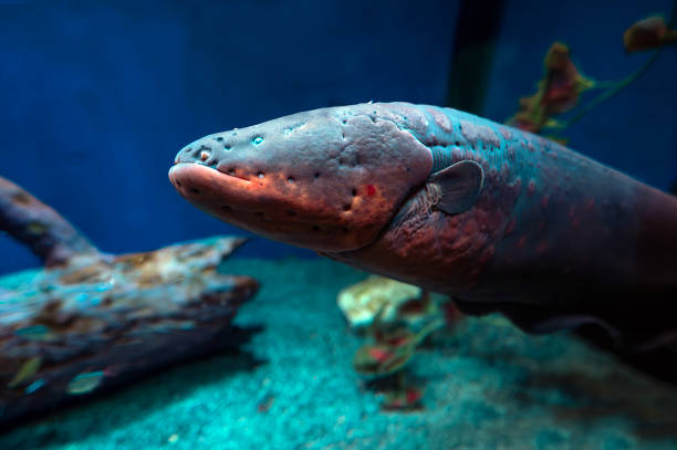 10,000+ Free Electric Eels & Eel Images - Pixabay