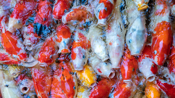 Free Stock Photo of Colorful koi fish swimming in crowded pond ...