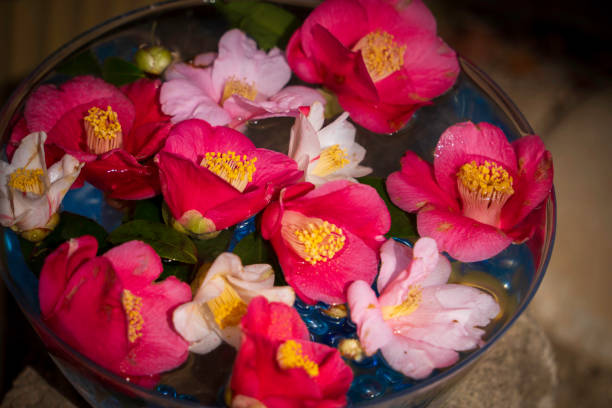 Free Stock Photo of Bouquet of Flowers Floating in Water | Download ...