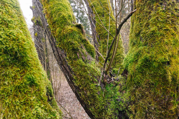 Free Stock Photo of Dense Moss-Covered Forest With Tall Trees ...