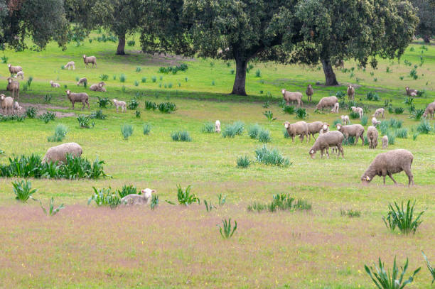 Free livestock rearing stock photos. Download the best free livestock ...