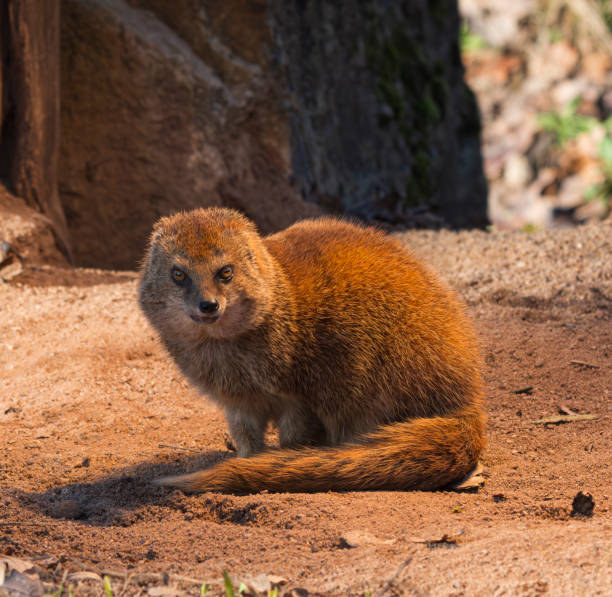 130+ Inquisitive Red Meerkat Stock Photos, Pictures & Royalty-Free ... 130+ Inquisitive Red Meerkat Stock Photos, Pictures & Royalty-Free ...
