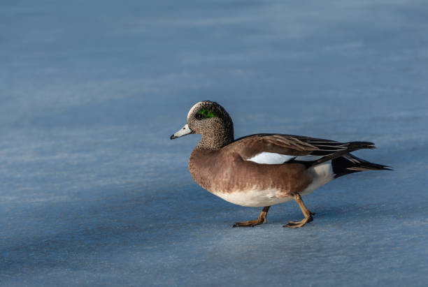 Free Stock Photo of American Wigeon | Download Free Images and Free ...