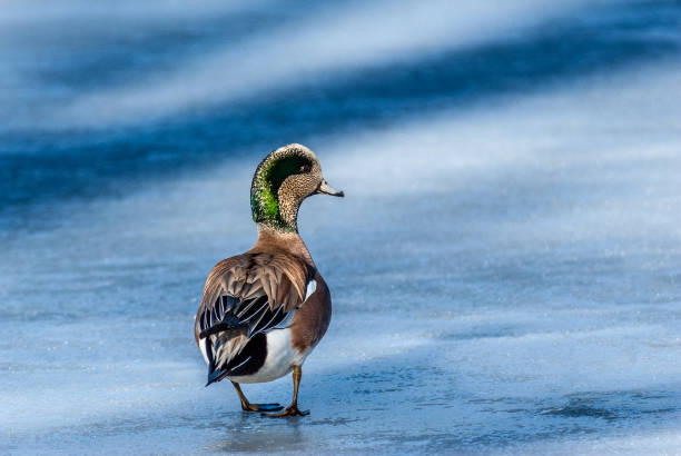 Free Stock Photo of American Wigeon | Download Free Images and Free ...