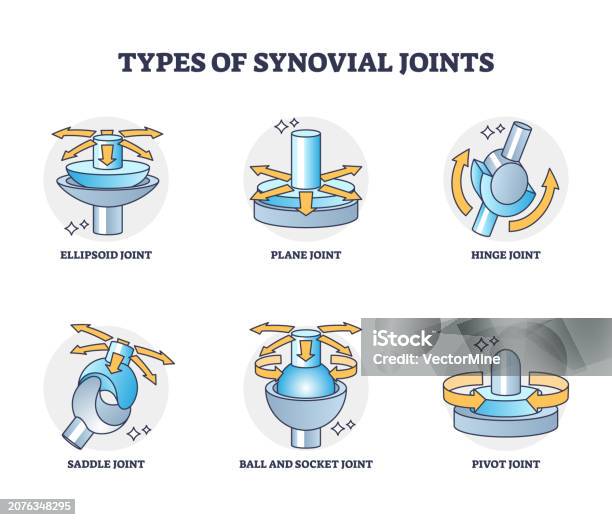 Types Of Synovial Joints Movement Classification For Body Outline ... Types Of Synovial Joints Movement Classification For Body Outline ...