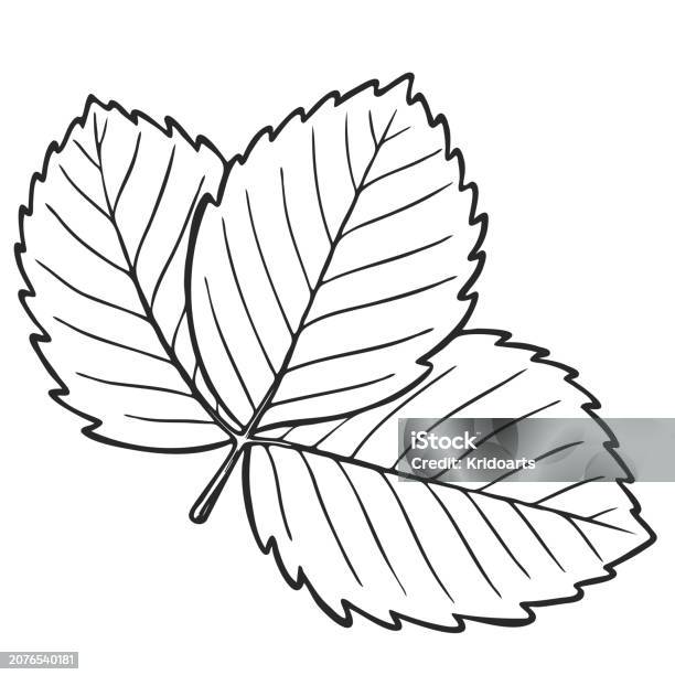 Illustration Vectorielle De Feuilles De Fraisier Au Trait Dessin De ... Illustration Vectorielle De Feuilles De Fraisier Au Trait Dessin De ...