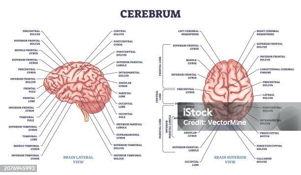 Struktur Otak Manusia Dan Bagian Otak Manusia Dan Bagian Diagram Garis ... Struktur Otak Manusia Dan Bagian Otak Manusia Dan Bagian Diagram Garis ...