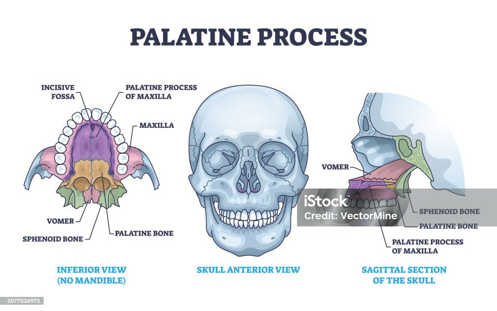 Palatine Process Section Anatomy With Maxilla Structure Outline Diagram