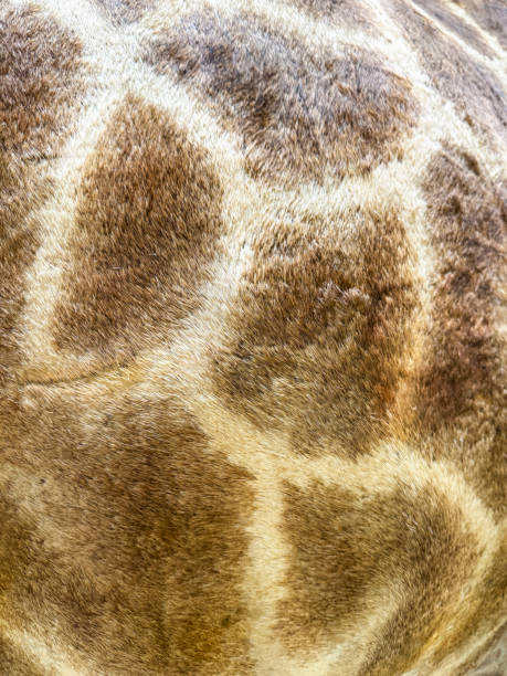 Free Stock Photo of Giraffe skin pattern | Download Free Images and ...