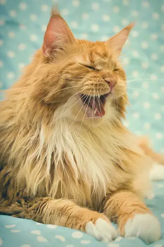 Imagens De Maine Coon Baixe Imagens Gratuitas Na Unsplash