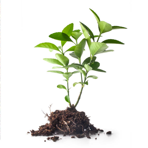 200,000+ Free Plants & Nature Images - Pixabay