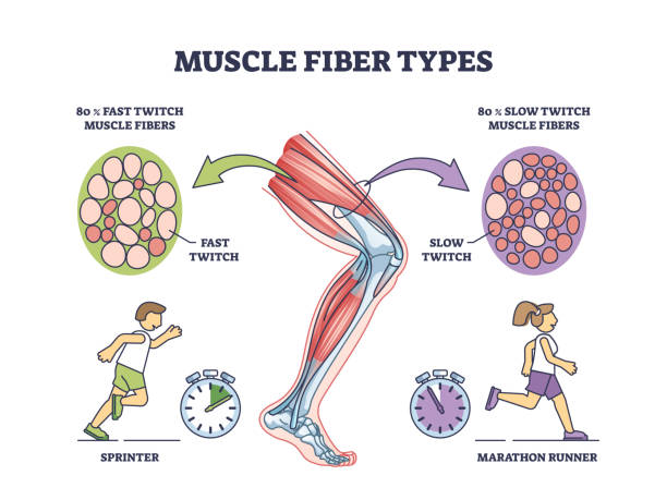 210+ Types Of Muscle Anatomy Stock Illustrations, Royalty-Free Vector ... 210+ Types Of Muscle Anatomy Stock Illustrations, Royalty-Free Vector ...