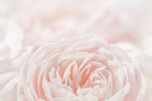 Free Stock Photo of Pale rose background | Download Free Images and ...