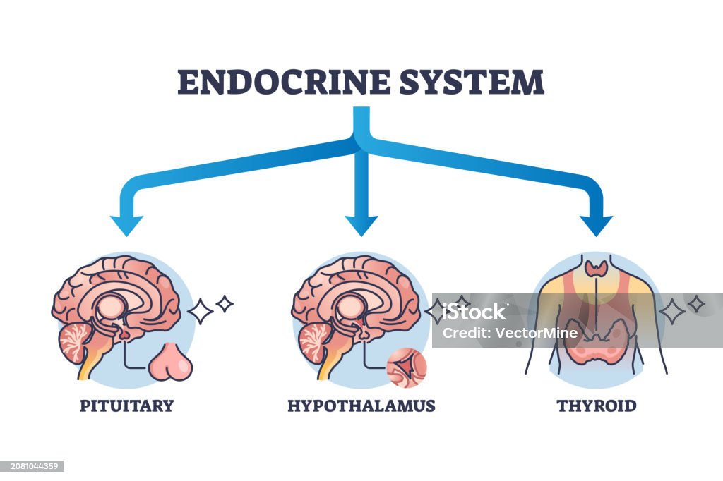 Tiga Bagian Utama Dari Sistem Endokrin Dengan Diagram Garis Besar ... Tiga Bagian Utama Dari Sistem Endokrin Dengan Diagram Garis Besar ...