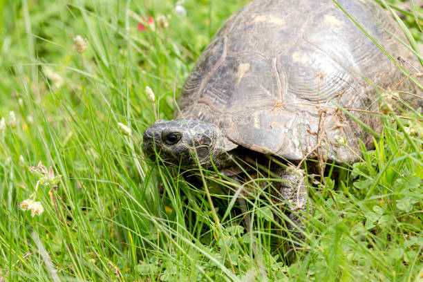 Free turtle legs stock photos. Download the best free turtle legs ...