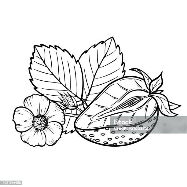 Ilustración De Composición De Ilustración De Arte Lineal De Fresa