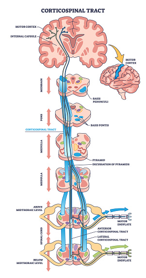 Corticospinal Tract Or Pyramidal Neuronal Motor Pathway Outline Diagram ... Corticospinal Tract Or Pyramidal Neuronal Motor Pathway Outline Diagram ...