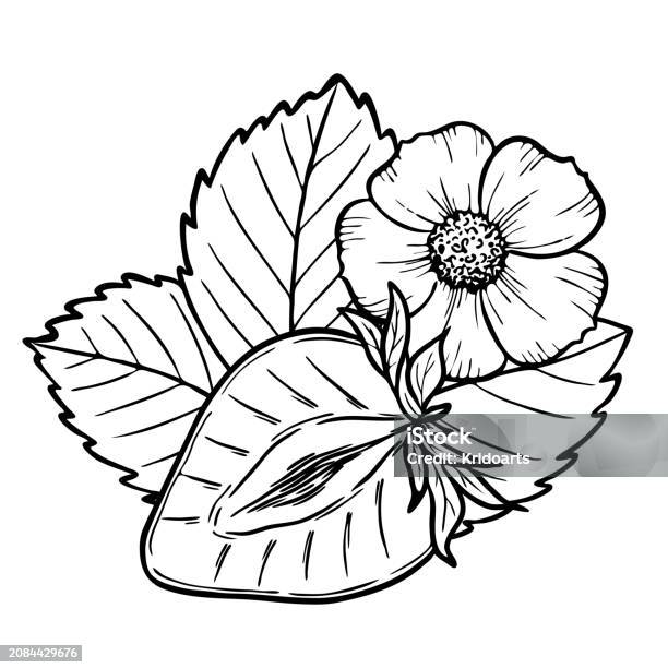 Ilustración De Composición Vectorial De Fresa Con Mitad De Baya Flor Y
