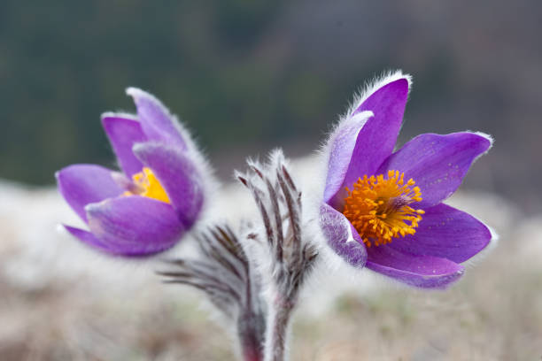 Pasque Flower Pulsatilla Common - Free photo on Pixabay