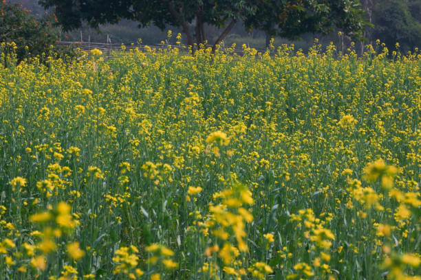 200,000+ Free Mustard Tree & Mustard Images - Pixabay