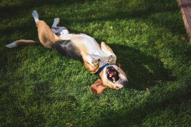 Free Stock Photo of Dog Rolling Around on Back in Grass | Download Free ...